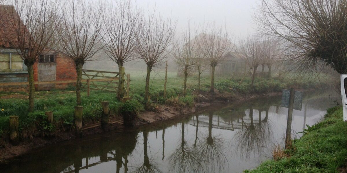 Willow Pollards - William Bryant Logan